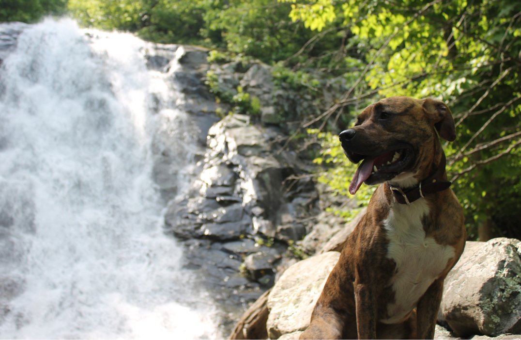 The Evolution of Pet Care - Kennel Connection