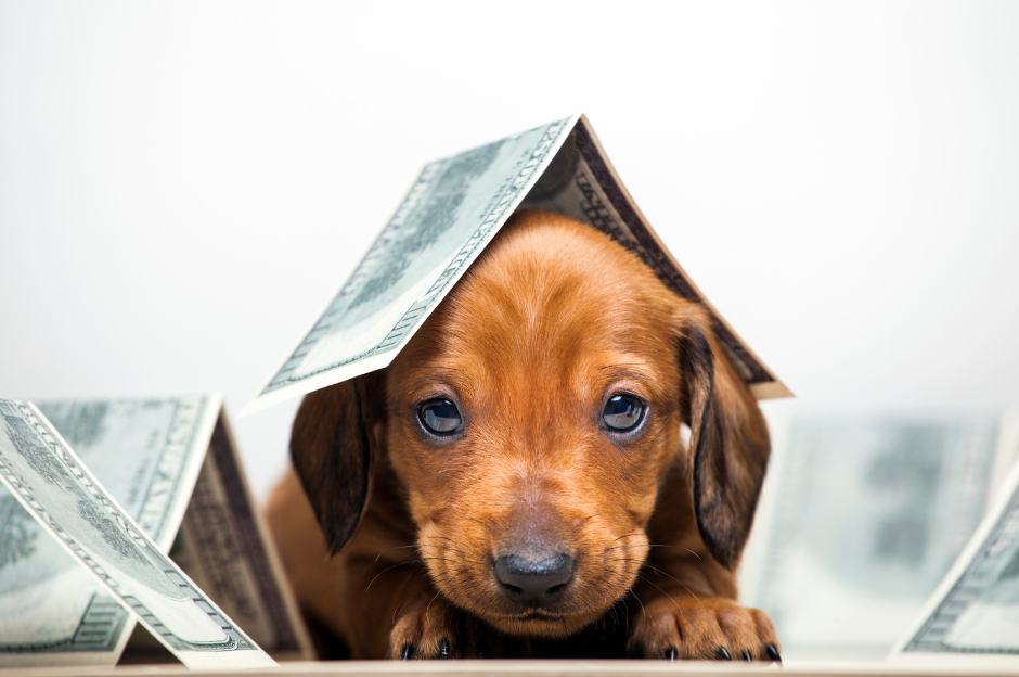 Guide to Price Increases for Pet Care Businesses | Kennel Connection