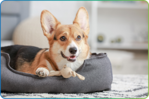 Dog Boarding Software | Streamline Your Kennel | Kennel Connection