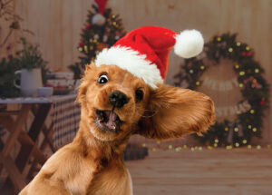 Operation Santa Paws: 10 Ways Pet Care Businesses Can Give Back ...