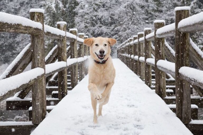 Winter Pet Safety Tips: Protecting from Cold Weather Hazards | Kennel ...