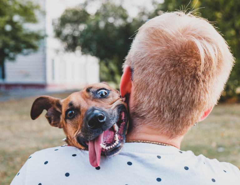 April Fools' Day Pranks—Pet Edition! | Kennel Connection